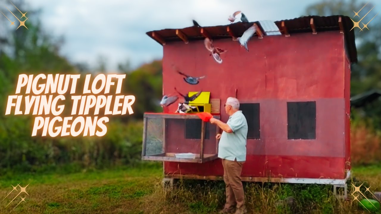 Tippler Pigeon Flyers & Breeders - [Pignut Loft] - YouTube