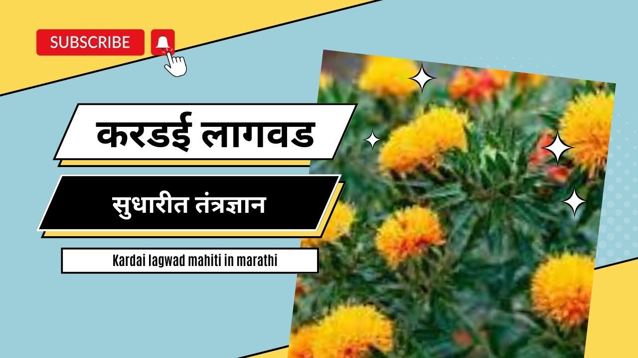 करडई सुधारित लागवड| kardai lagwad mahiti | farmar knowledge. - YouTube