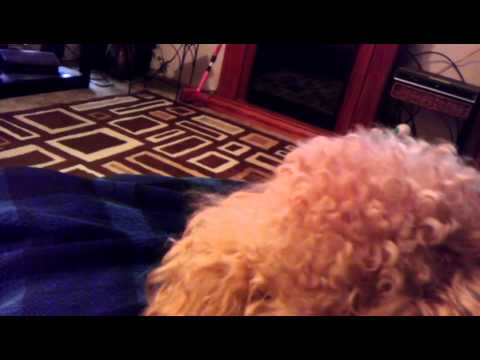 Growling Poodle - YouTube