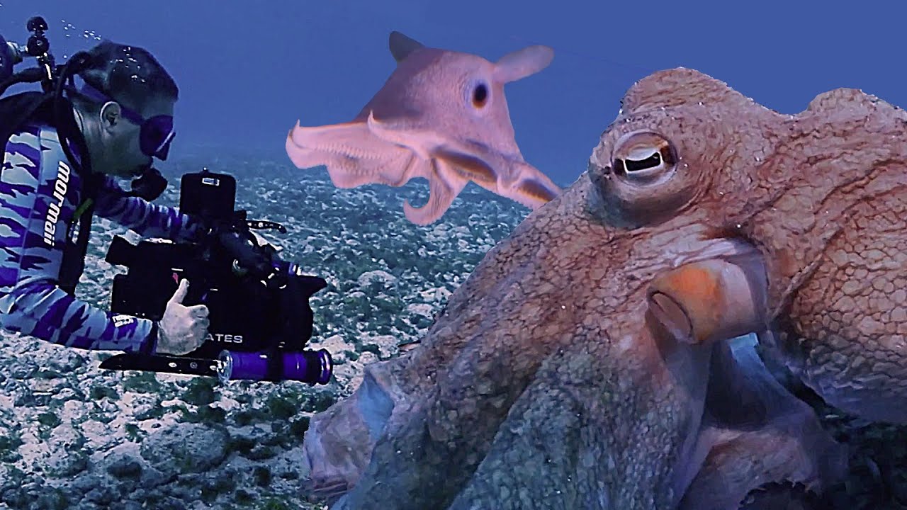 Polvos e Lulas pelos Mares do Mundo - Documentário Completo - Lawrence ...