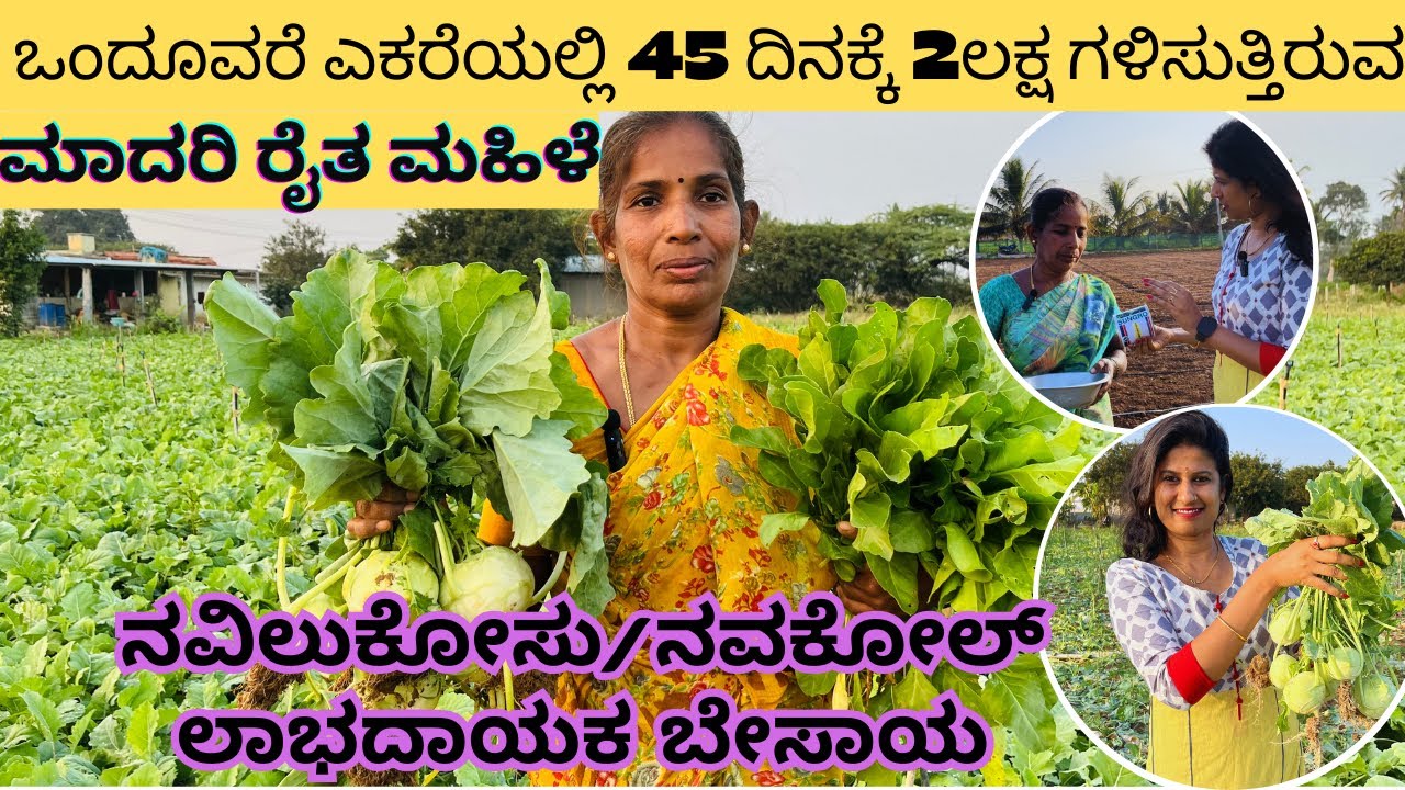 ಮಾದರಿ ರೈತ ಮಹಿಳೆ | ಕೋಲಾರI ನವಿಲುಕೋಸು I ನೂಕೋಲ್ I Nookal Farming ...