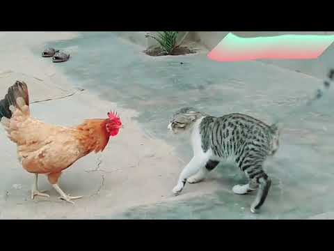Kedi ve Tavuk kavgası