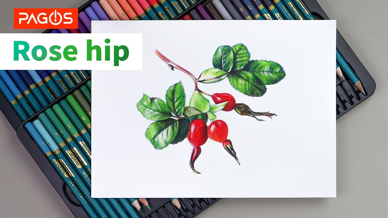 Rose Hip Drawing - Colored Pencil Tutorial with Pagos Art - YouTube