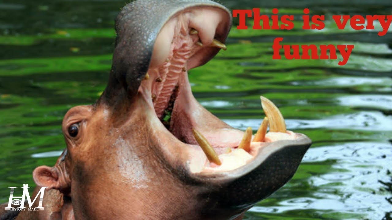 Why does a hippo always like this?? listen to this very fun story of ...