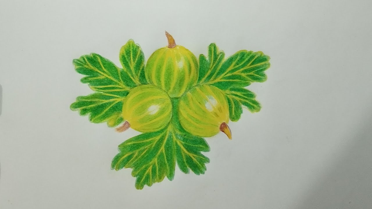 How to draw realistic amla with colour pencil /Amla fruit drawing ...