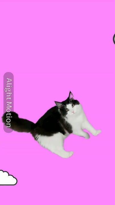 кот Youtube