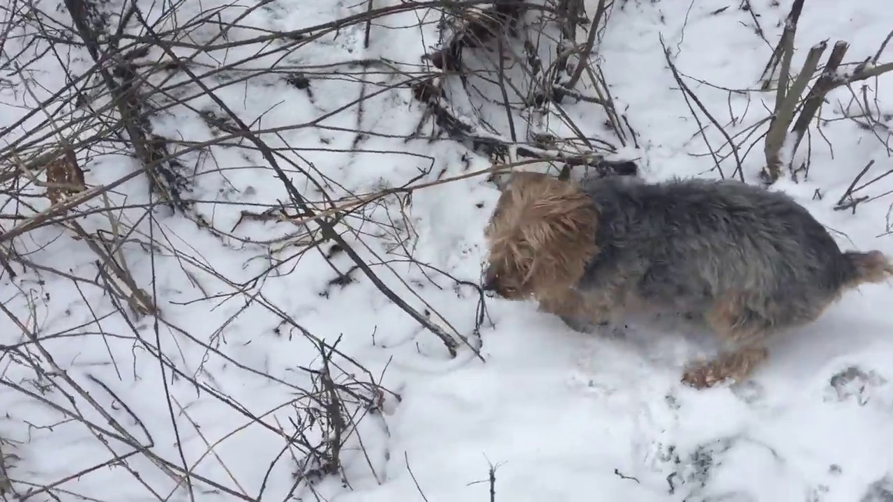 TerribleTed tracking a tree climbing rabbit. - YouTube