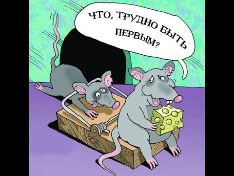 Простые Мышеловки из пластиковых бутылок