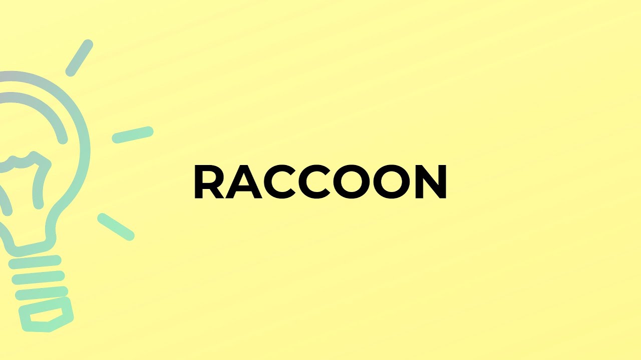 What is the meaning of the word RACCOON? - YouTube