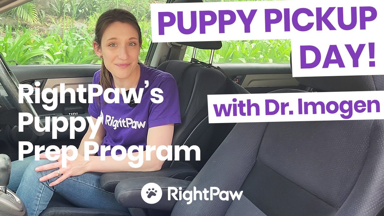 RightPaw - what should your puppy's first day look like? - YouTube