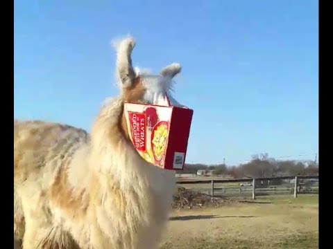 Cute Llama Eats Breakfast - YouTube