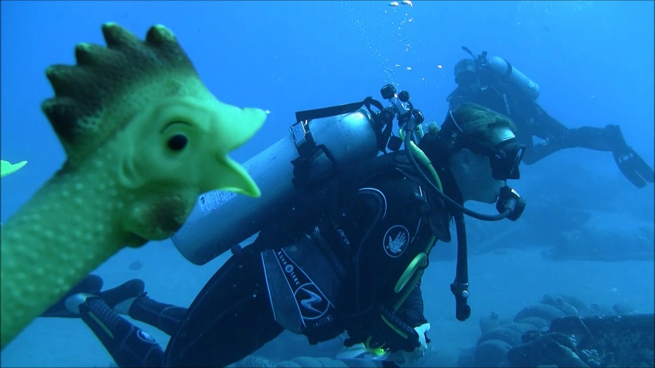 Scuba Chicken in Maui with Mike Severn Diving 2020, by Alan Scharlach ...