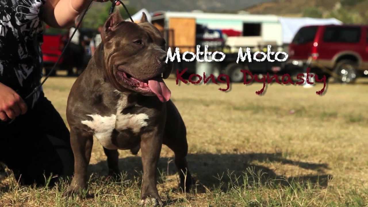 AMERICAN BULLY SHOWS - BEST SHOWS SUMMER 2012 - YouTube