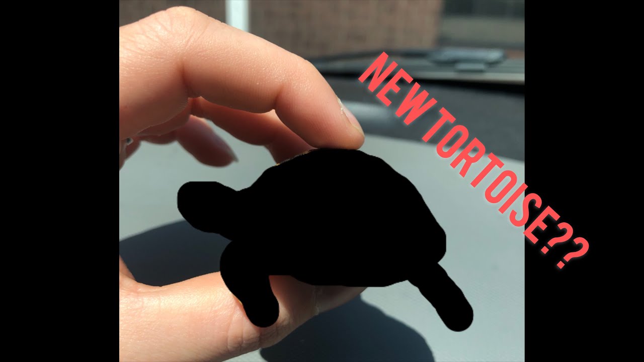 BLIND tortoise UPDATE ||| New TORTOISE - YouTube