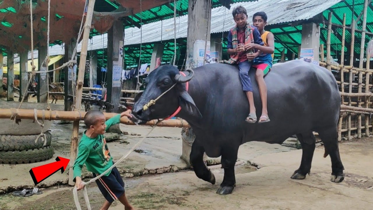 Small Boy Maintenance Buffalo | Big Buffalo in Bangladesh | Buffalo ...