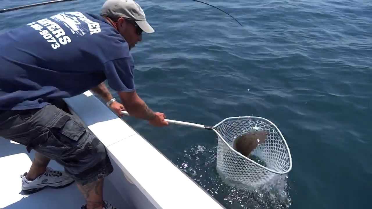 Catching fluke off Long Island on Codfather Charters - YouTube