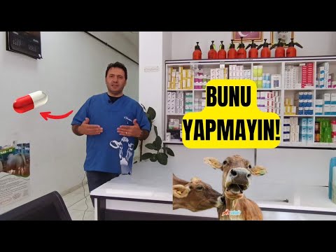 Şap Nasıl Tedavi Edilir?  Eti Yenir mi? Veteriner Hekim Anlatıyor
