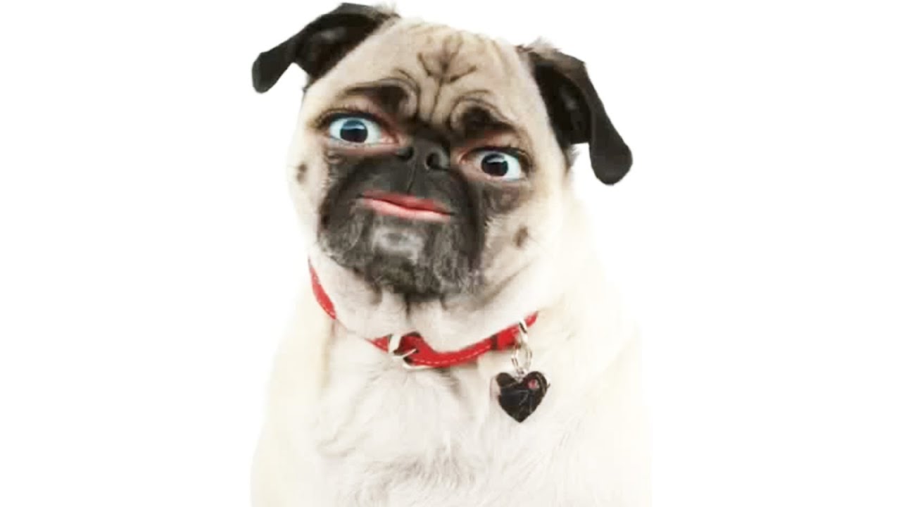 WOOF WOOF - YouTube