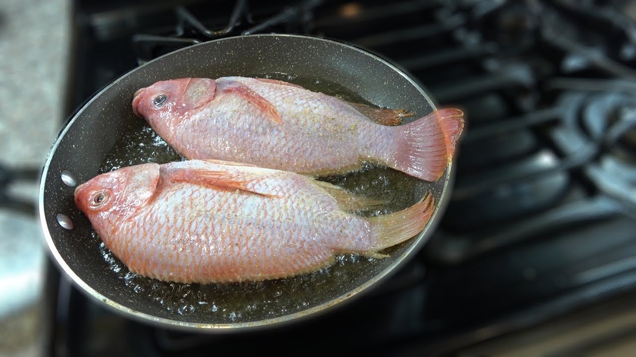 Pink Tilapia | Tasted Like Red Snapper - YouTube