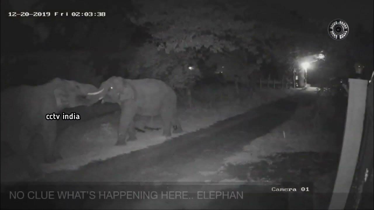 wild elephant attack in India cctv footage part 2 - YouTube