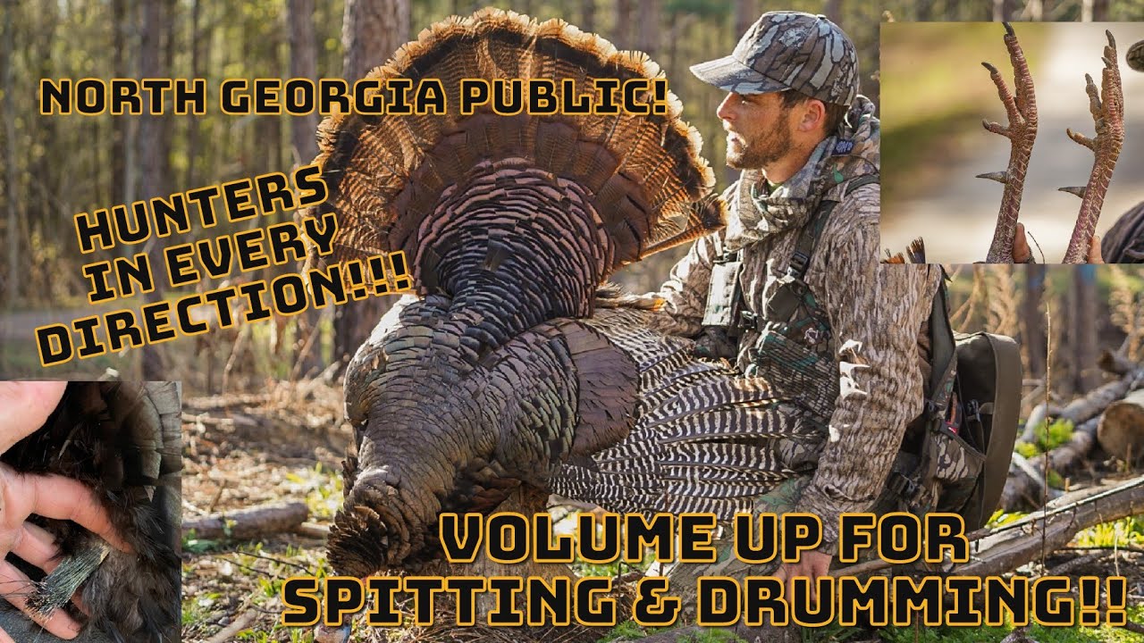 North Georgia Public Land Straight Off The Limb Turkey Hunt!! - YouTube