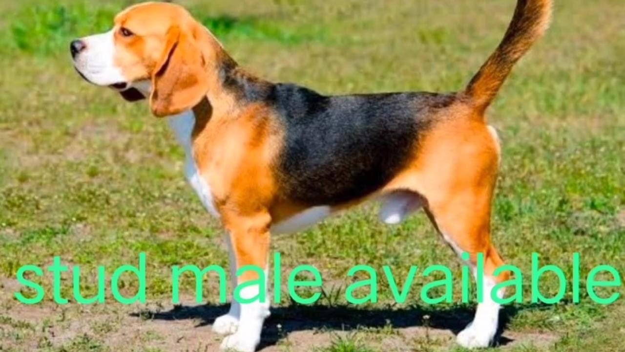 Beagle adult dog for stud service|9848162676|guntur|dog market in ...