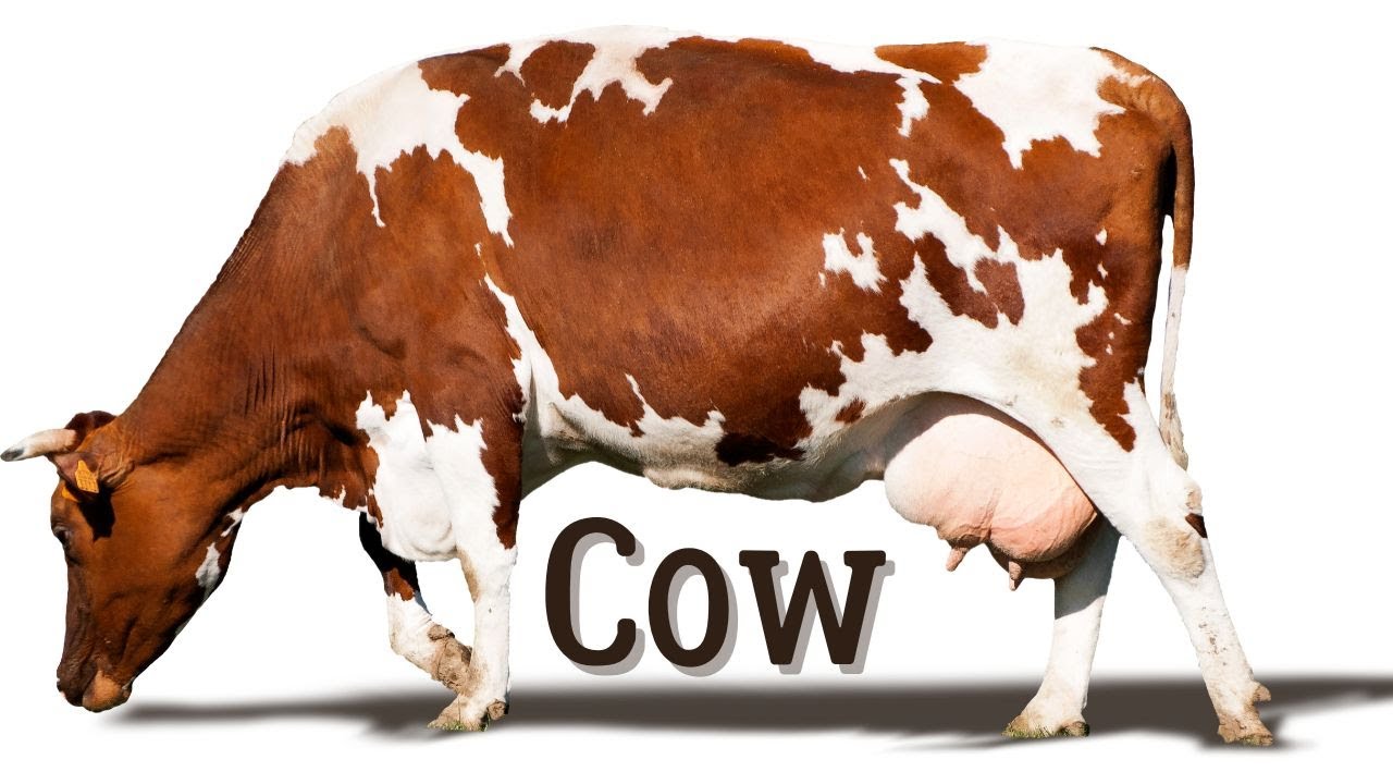 Real animals | Cow | Lowing cows | Cows eat - YouTube