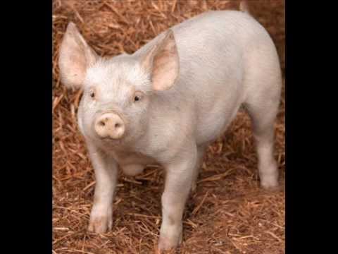 pig noise - YouTube