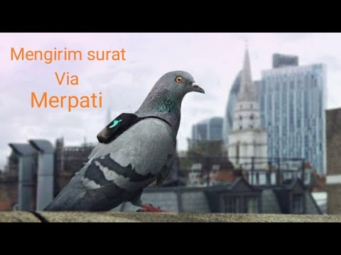 Mengirim surat via merpati - YouTube