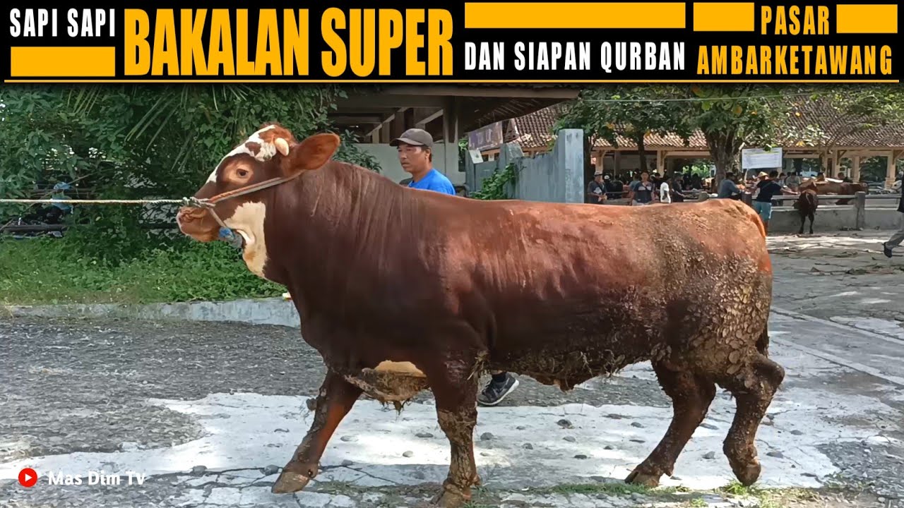 Sapi Bakalan Super Dan Bakalan Siapan Qurban Pasar Sapi Ambarketawang ...
