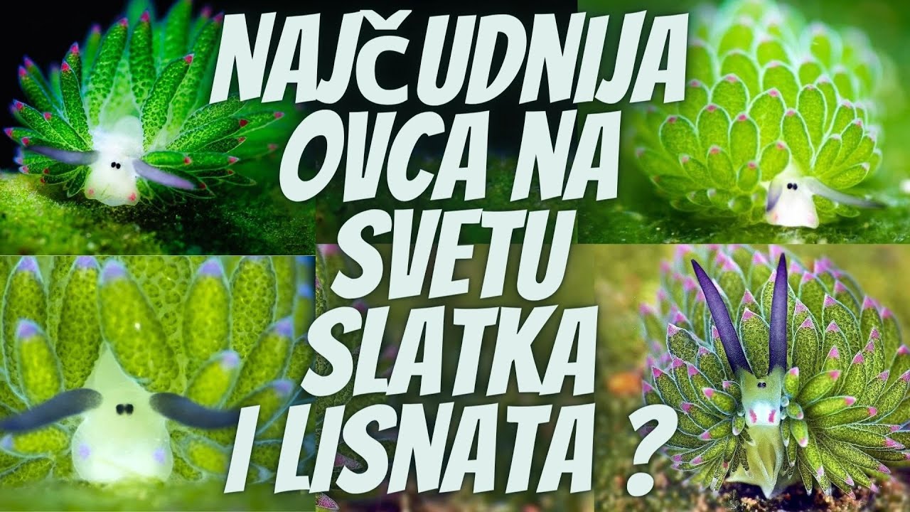 Najčudnija ovca na svetu Slatka i lisnata - YouTube