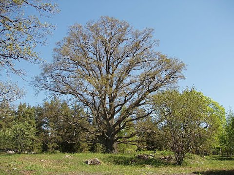 Encino - Quercus Virginiana - La expedición botánica del siglo XXI ...
