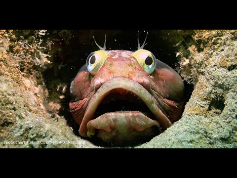 Sarcastic Fringehead #english #animals #kidstory #dangerous #ocean #sea ...