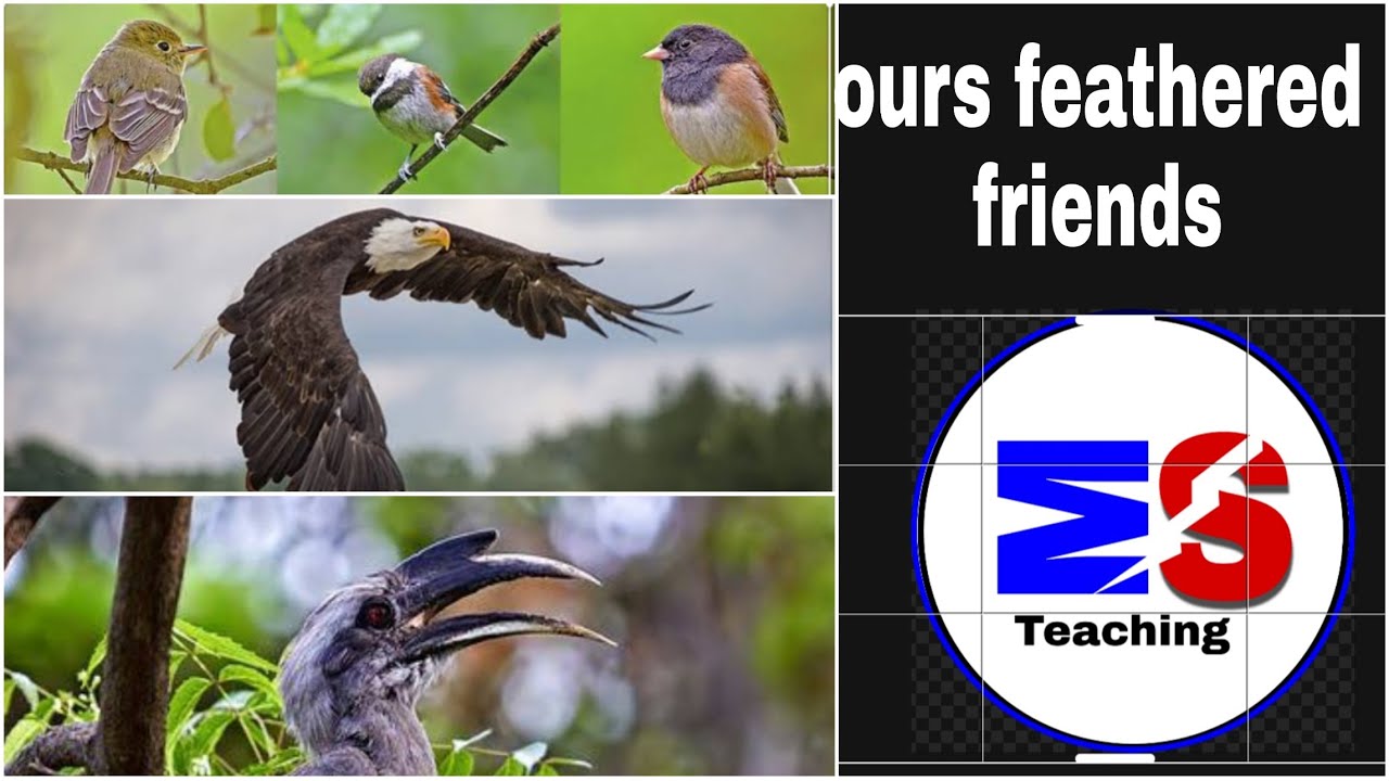 Std-10 English Unit-8 Our Feathered Friends (Part-4) Questions Answers ...