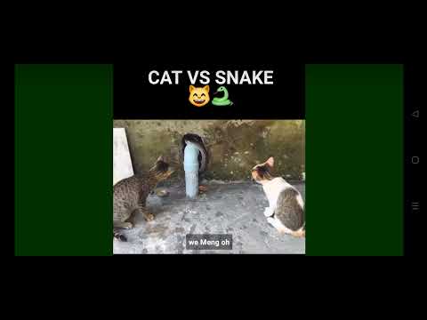 cat vs snake - YouTube