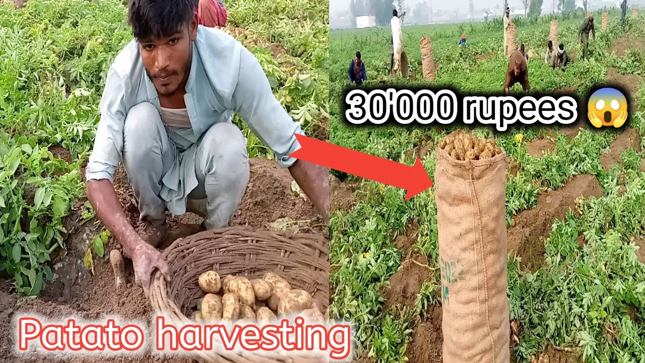 patatoes harvesting | patato farming | Pakistan fields | new video| new ...