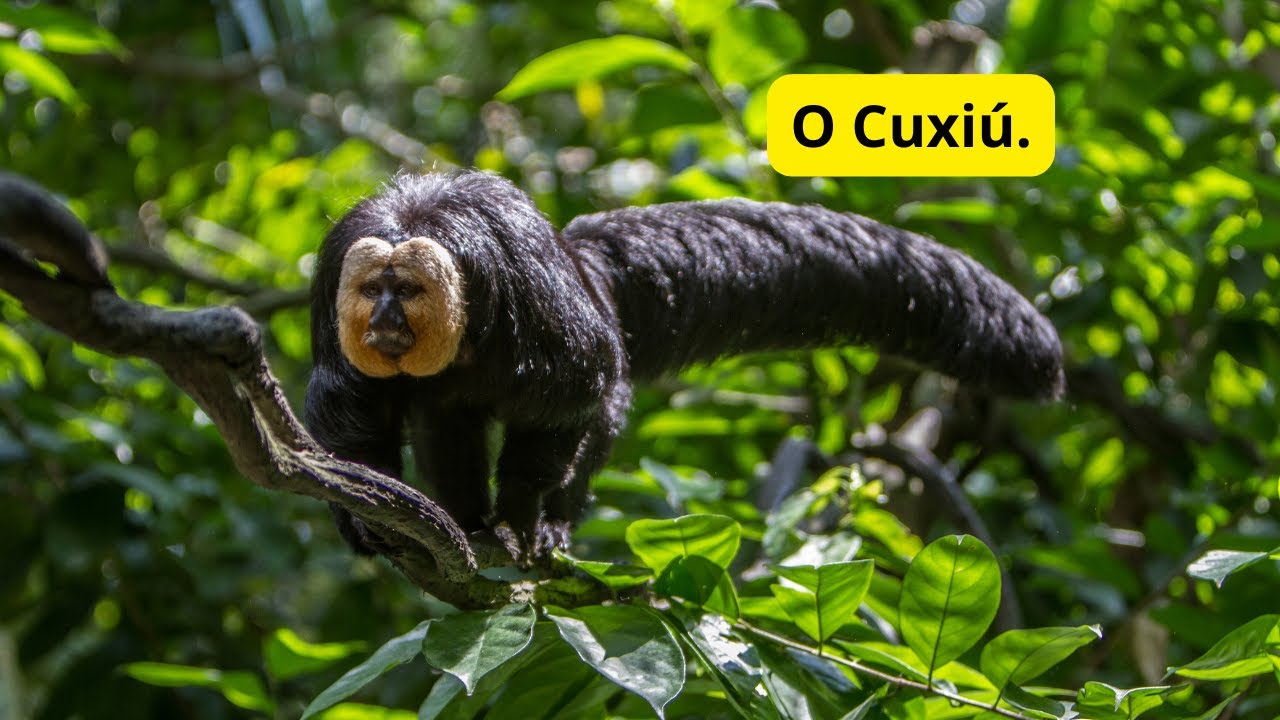 A Vida Secreta dos Cuxiús nas Copas da Amazônia. - YouTube