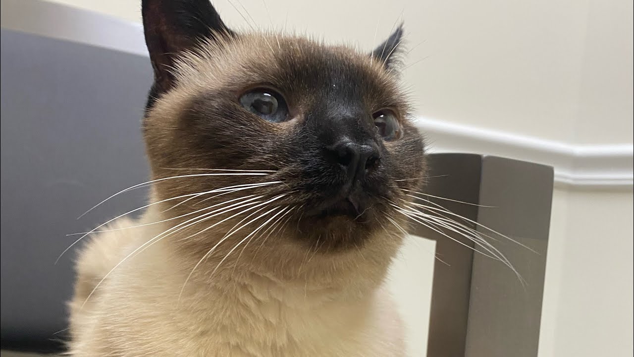 Max Goes to The Vet Update in Description - YouTube