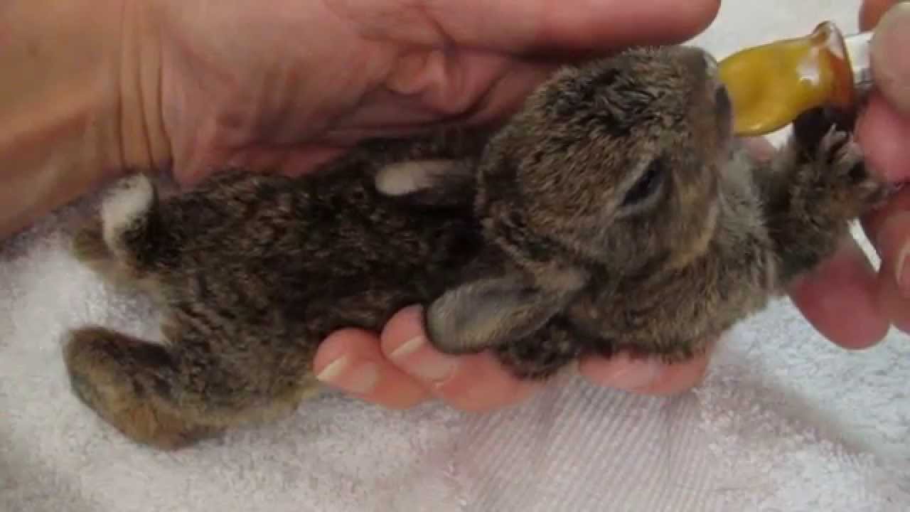 Baby van een wild konijn (3). Baby of a wild rabbit. - YouTube