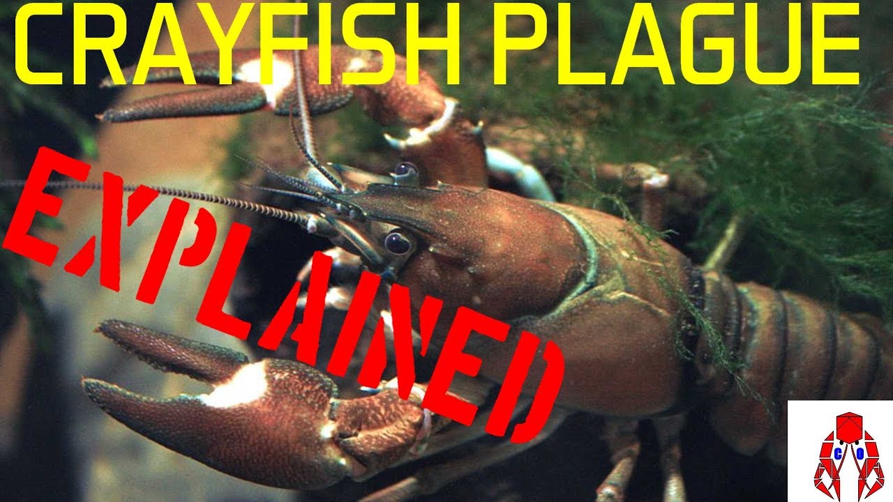 (Old) What is Crayfish PLAGUE? | Crayfish Plague EXPLAINED - YouTube