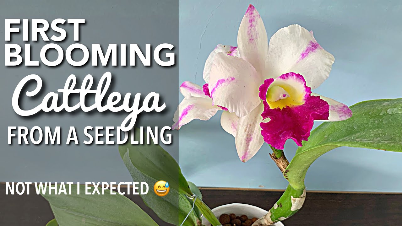 FIRST BLOOMING CATTLEYA THAT I GREW FROM A SEEDLING | From Cattleya ...