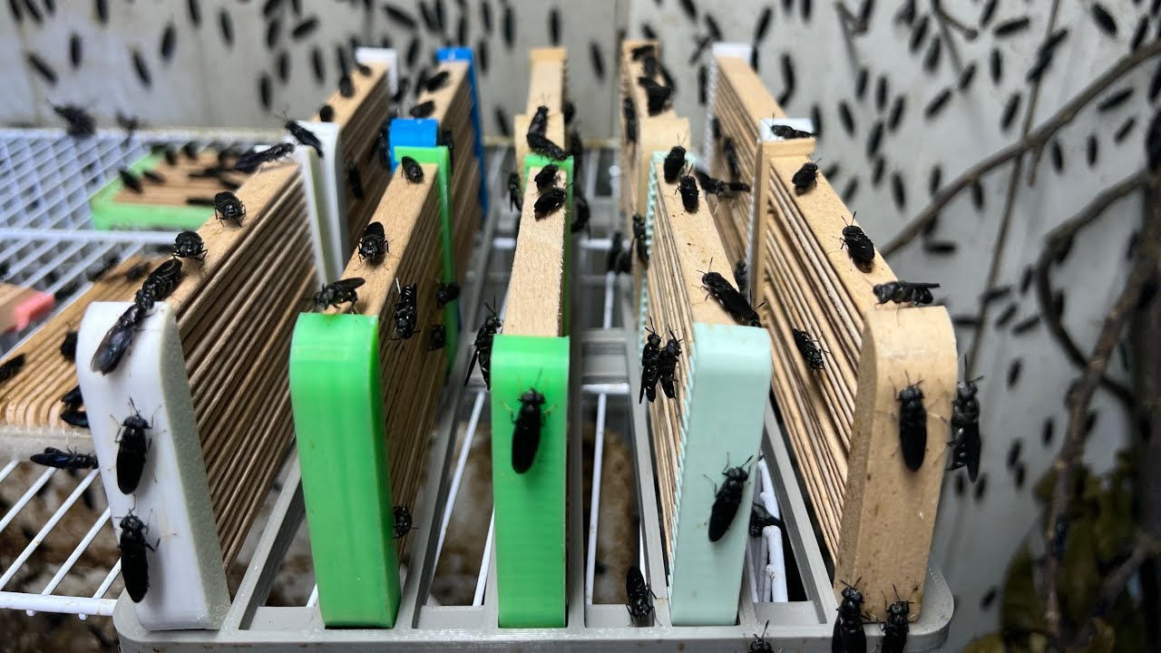 Black Soldier Fly Farming - What Is All About - YouTube