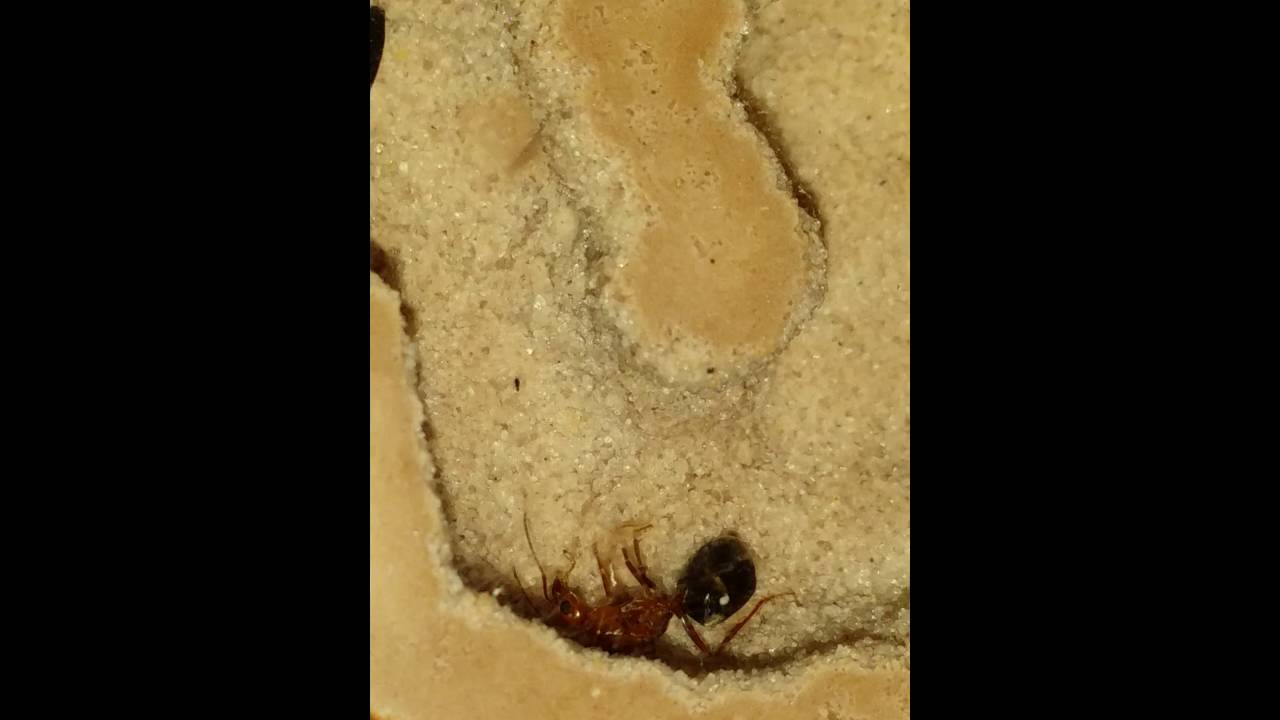 Tar Heel Ants Atom nest - YouTube