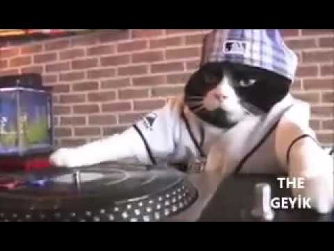 Dj kedi türk versiyon