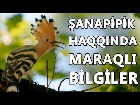 ŞANAPİPİK HAQQINDA MARAQLI MƏLUMATLAR