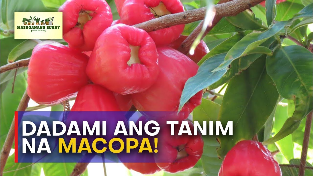 Step-by-step macopa marcot method guide - YouTube