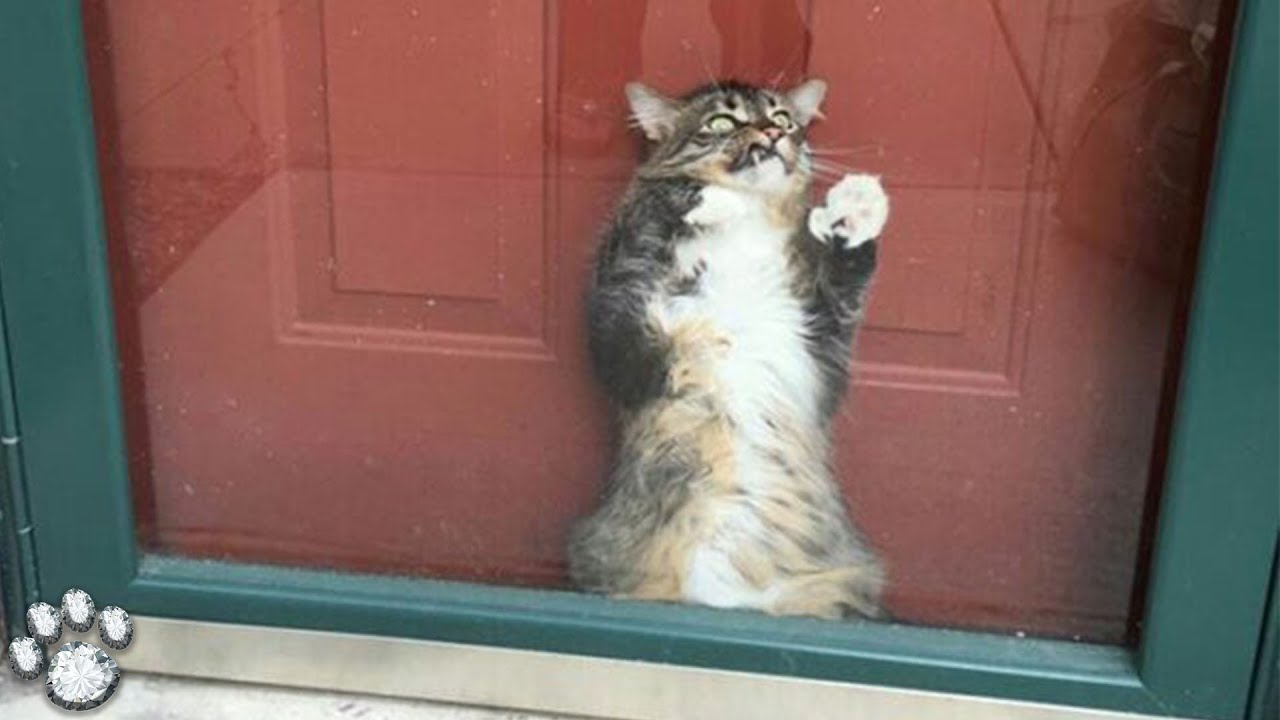 A Cat Trapped Between Doors Begged for Help, but People Passed By - YouTube