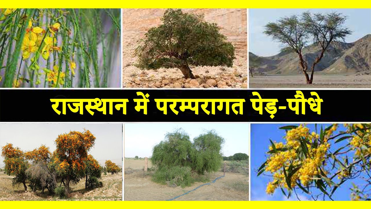 राजस्थान के परम्परागत पेड़ पौधे I trees in rajasthan - YouTube