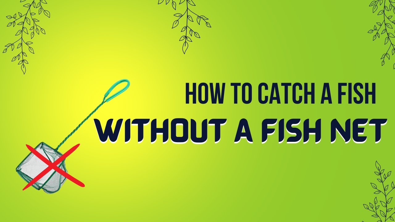 How to Alternatively Catch your fish without a Fish Net Quick and Easy ...