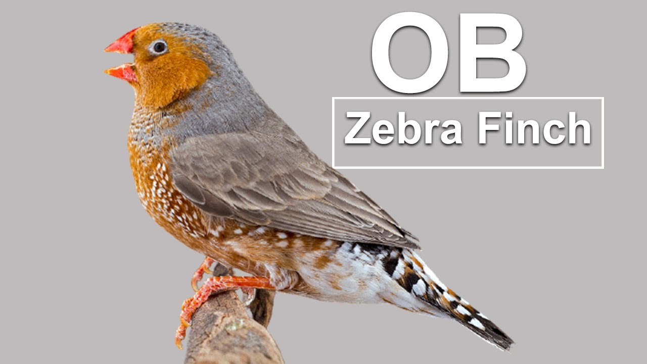 ORANGE BREASTED MUTATION ( RECESSIVE ) ZEBRA FINCH - YouTube